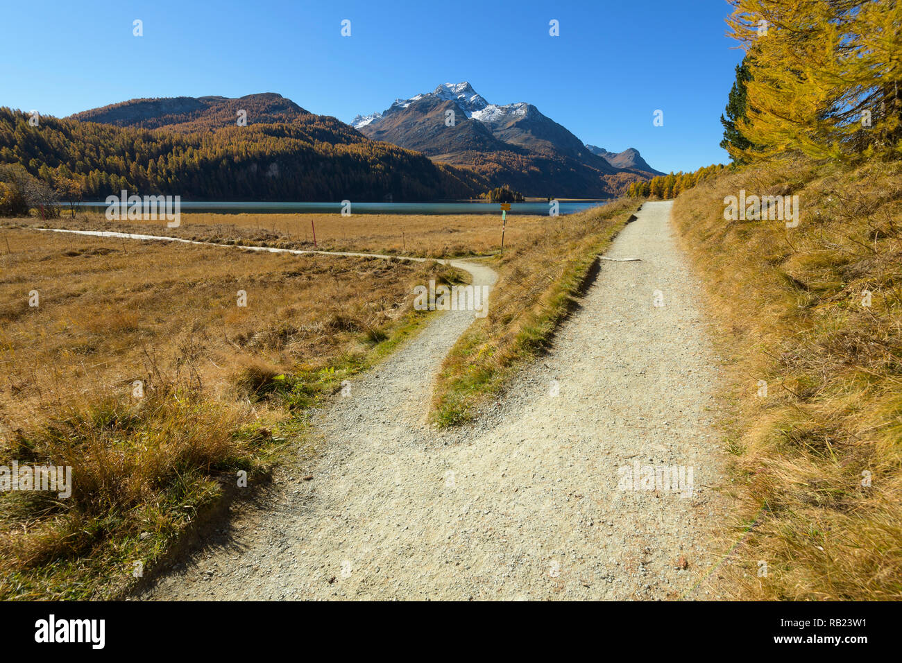 Forked hiking trail on Lake Silsersee in autumn, Sils im Engadin ...