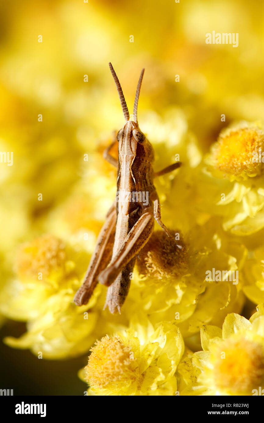 Plague scales spiky swarm veracious wings yellow sage stock wild hi-res ...