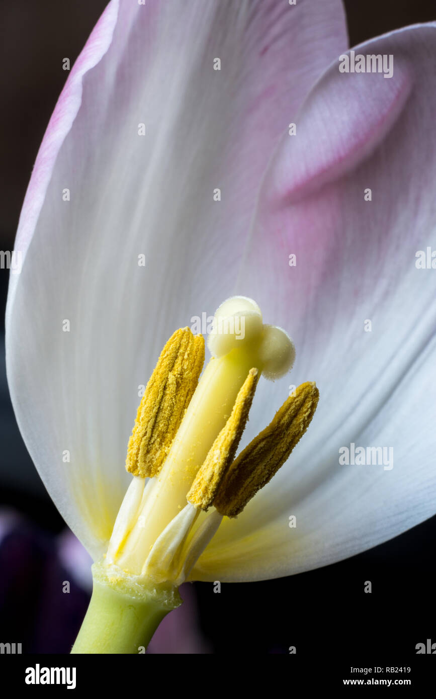 Pestle and stamen hi-res stock photography and images - Alamy