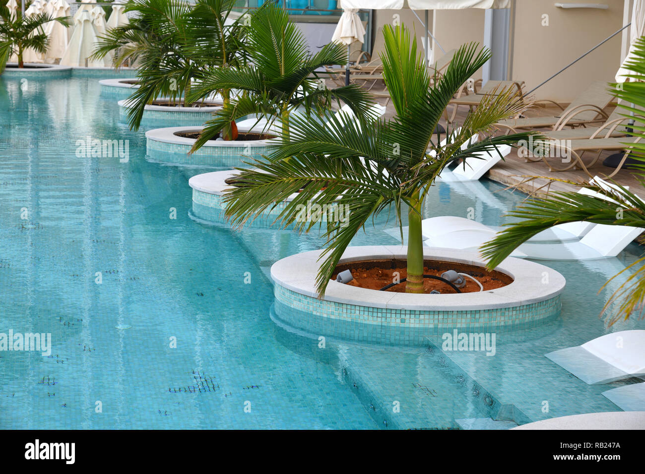 A Beautiful pool with a palm trees Stock Photo - Alamy