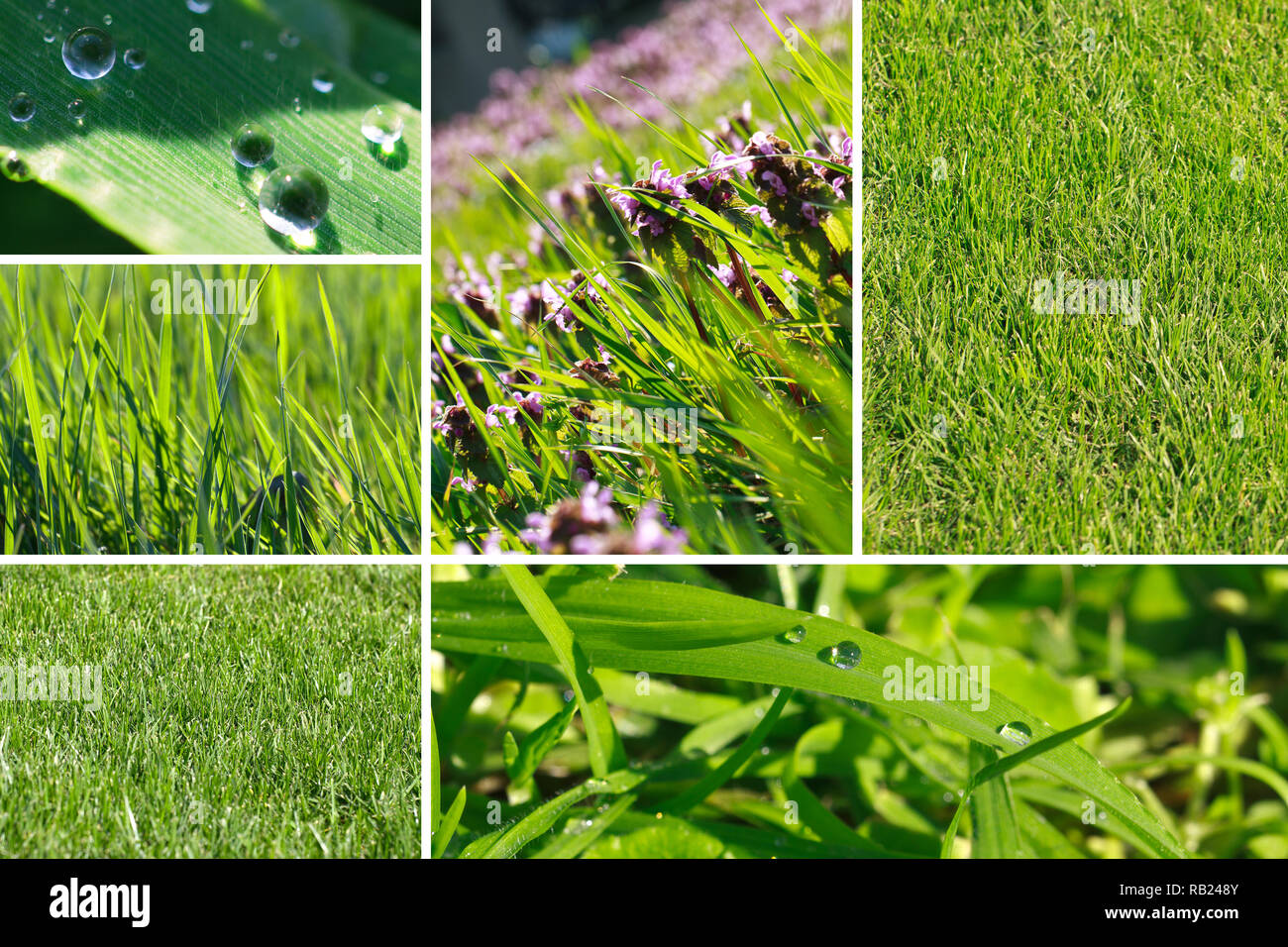 Collage of various green grass Stock Photo - Alamy