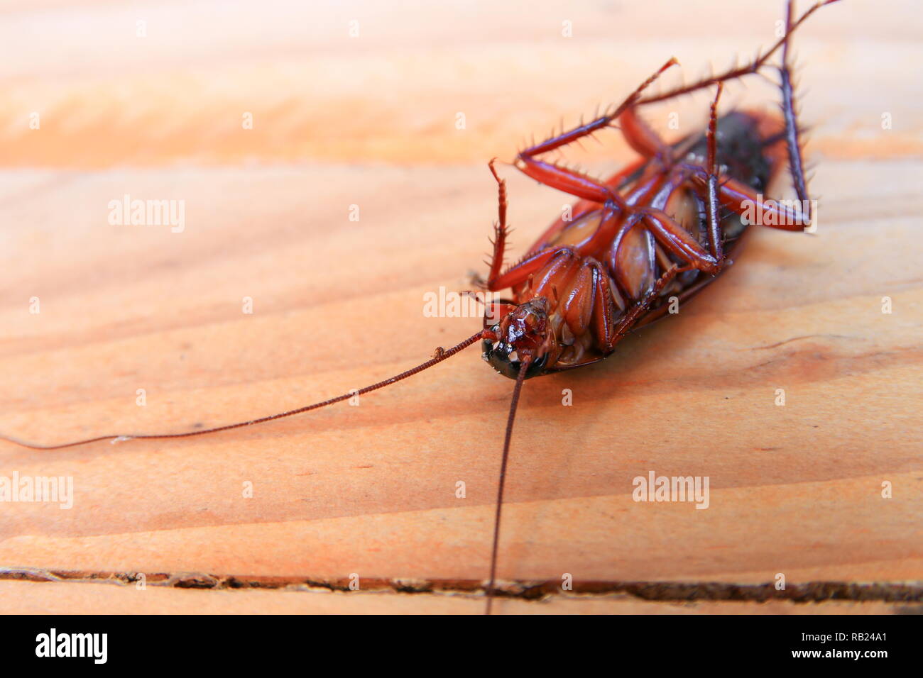 cockroaches dying close-up on wooden table in kitchen Stock Photo - Alamy