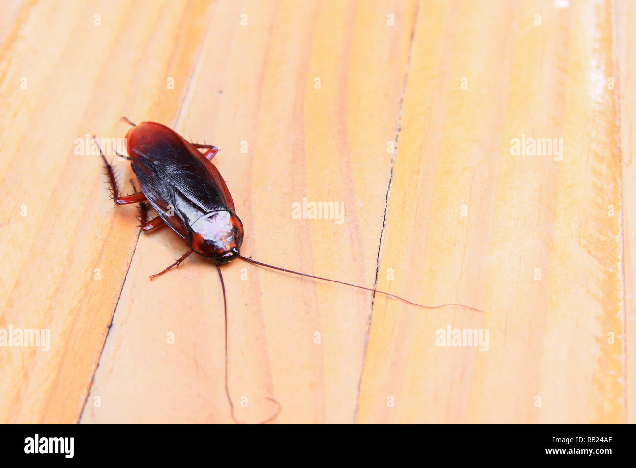 Cockroaches Kitchen High Resolution Stock Photography and Images - Alamy