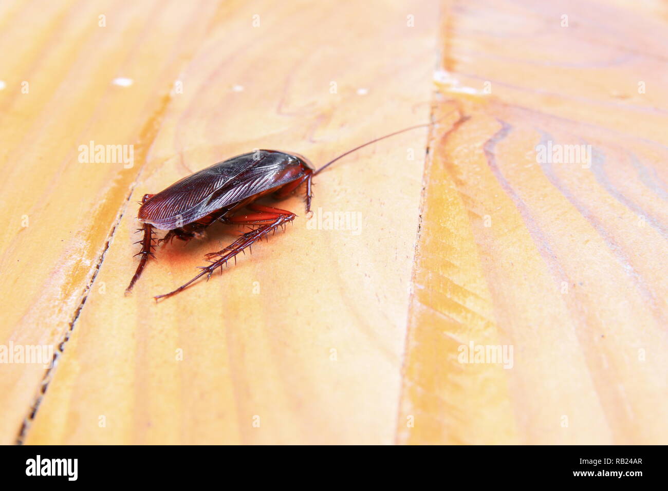 cockroaches dying close-up on wooden table in kitchen Stock Photo - Alamy