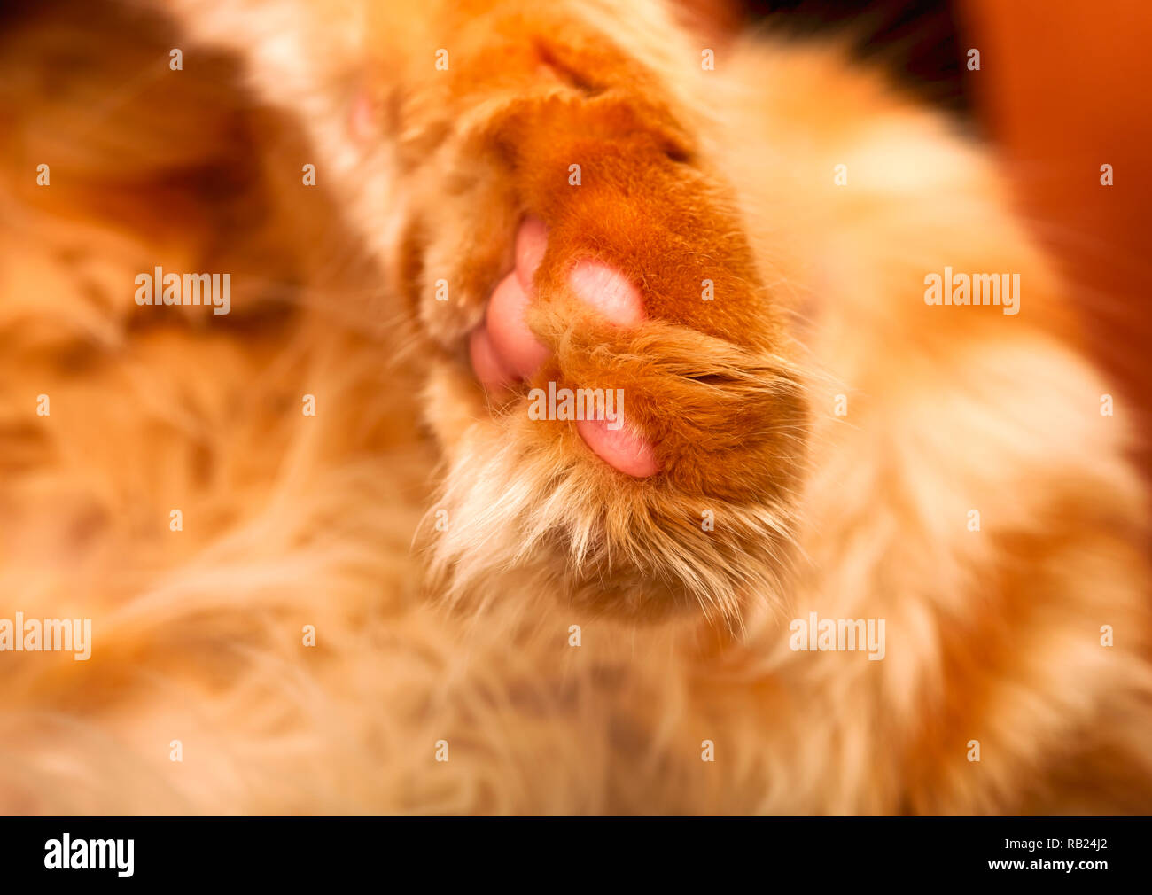 Close up of cat paw Stock Photo - Alamy
