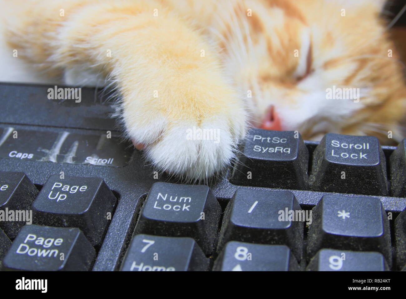 kitten paw on Keyboard computer. cat orange concept business in the use ...
