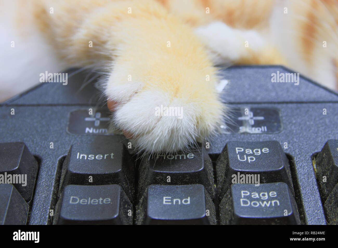 kitten paw on Keyboard computer. cat orange concept business in the use ...