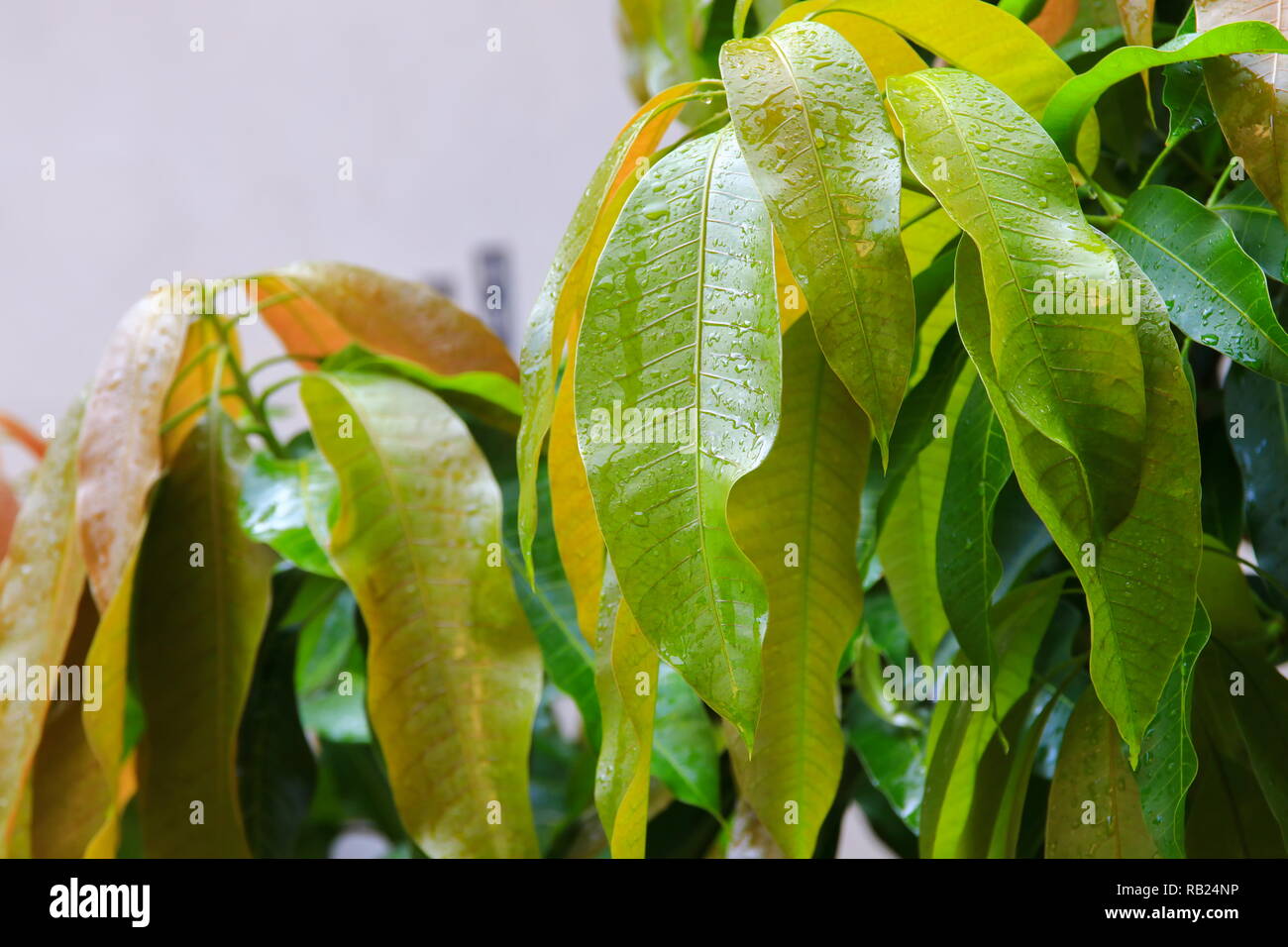 rain water drops on a green leaf mango in the garden Stock Photo - Alamy