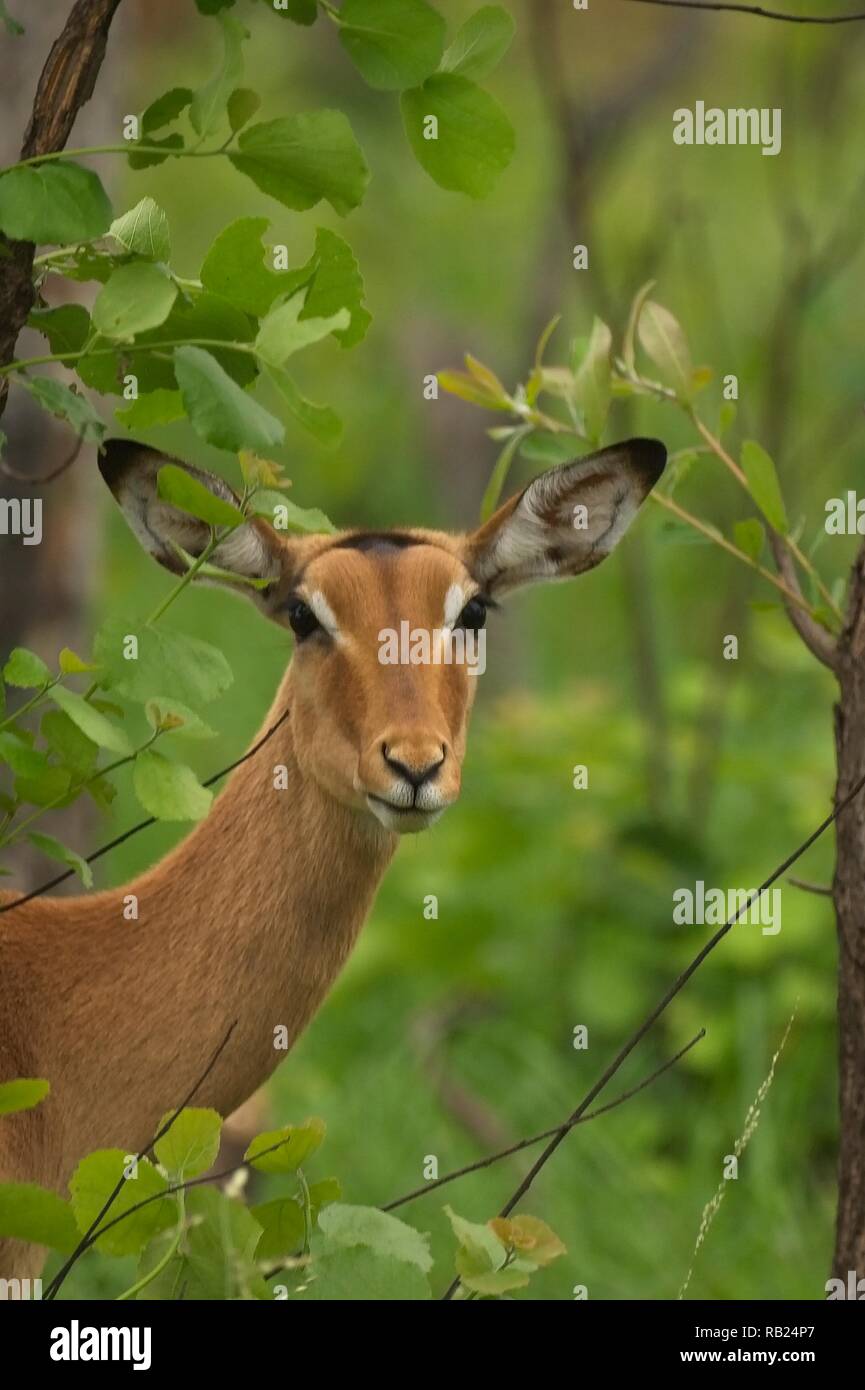 Types Of African Deer