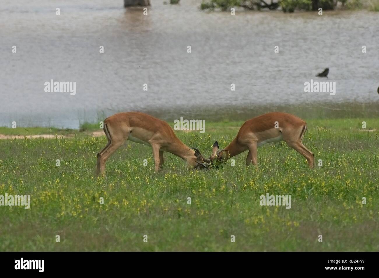 Rearing antelope hi-res stock photography and images - Alamy