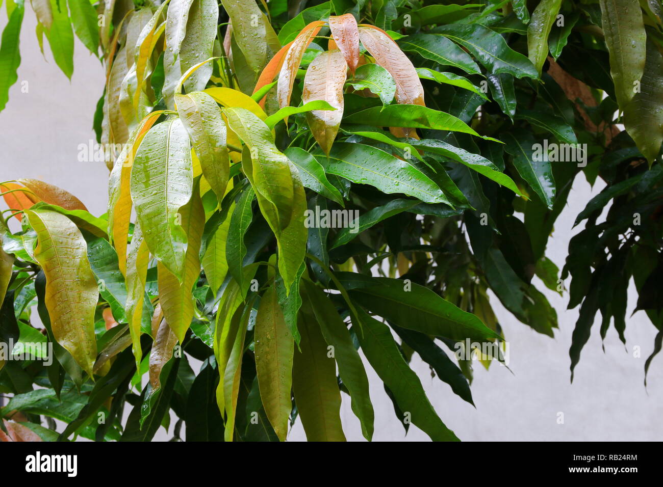 rain water drops on a green leaf mango in the garden Stock Photo - Alamy
