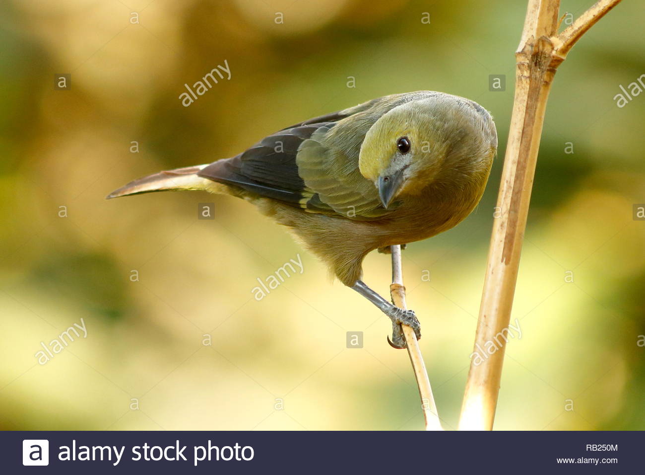 Palm Tanager Thraupis Palmarum High Resolution Stock Photography and ...
