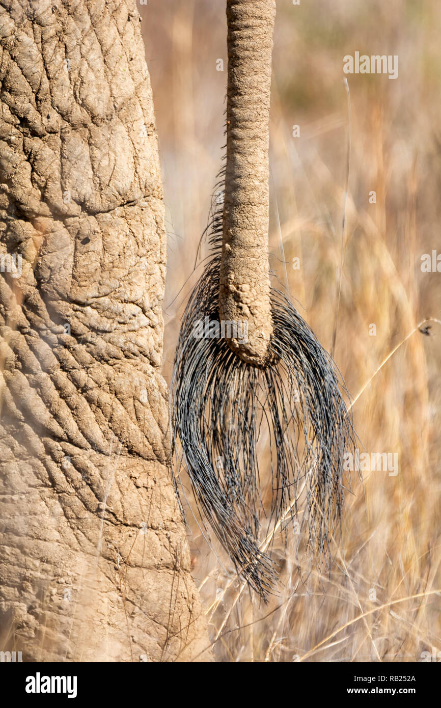 Closeup tail african elephant hi-res stock photography and images - Alamy