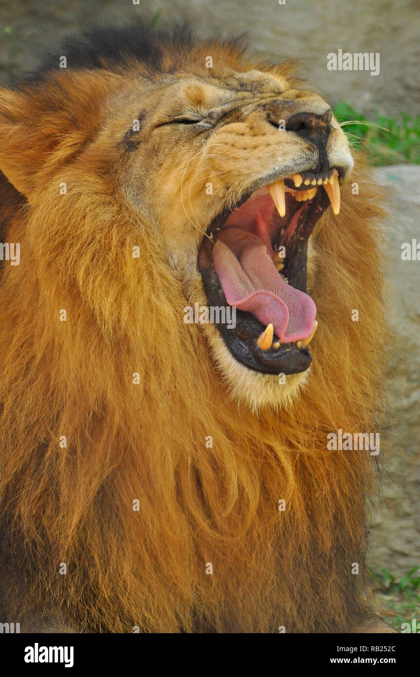Lion (Panthera leo) showing big canines Stock Photo - Alamy