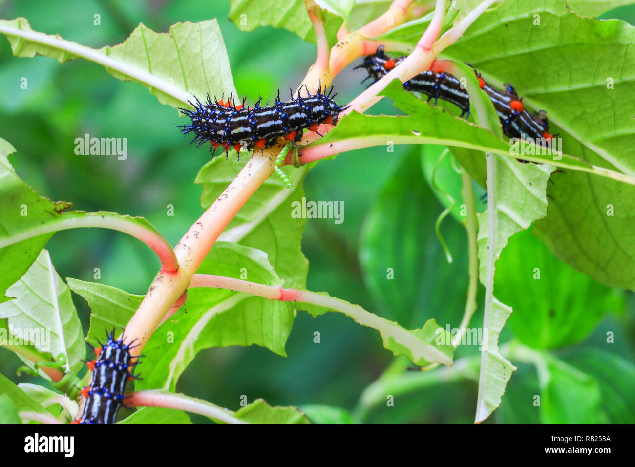 caterpillar worm black and white striped Walking on leaf (Eupterote ...