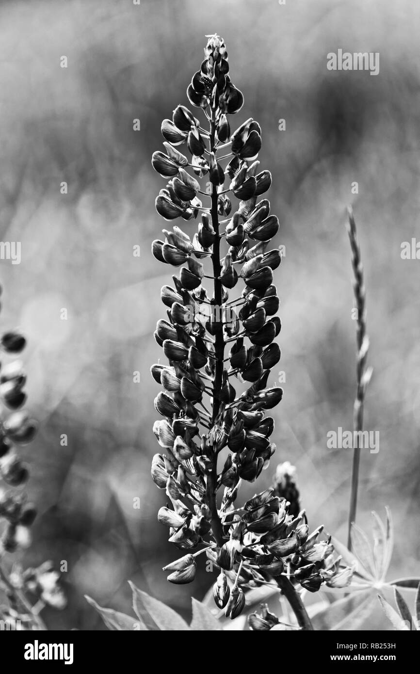Bean plant flowers Black and White Stock Photos & Images - Alamy
