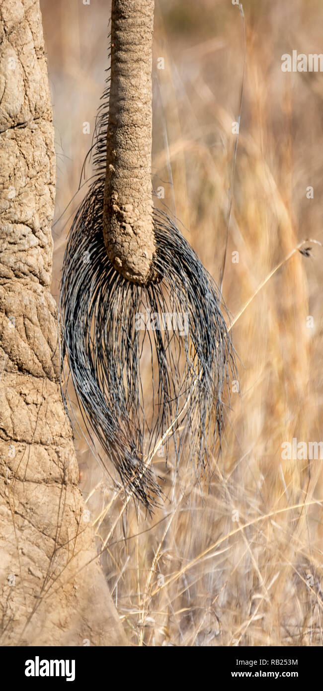 A closeup of an African Elephant's tail Stock Photo - Alamy