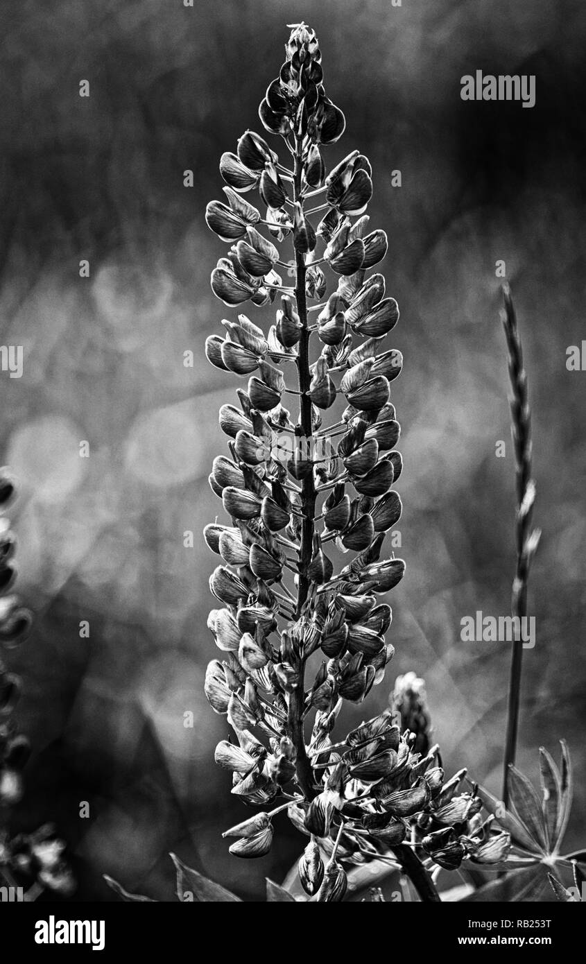 Lupine plants Black and White Stock Photos & Images - Alamy