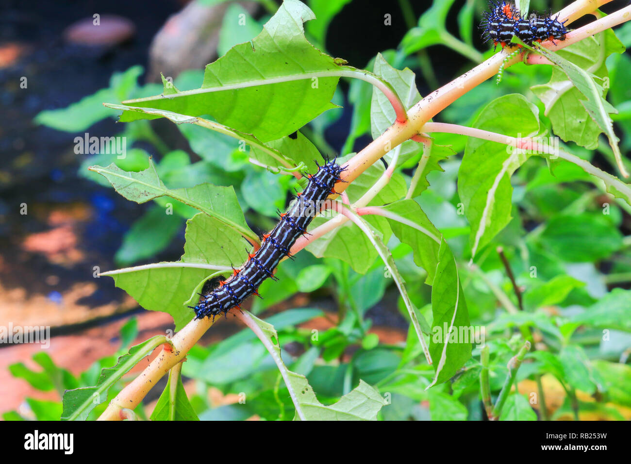 caterpillar worm black and white striped Walking on leaf (Eupterote ...