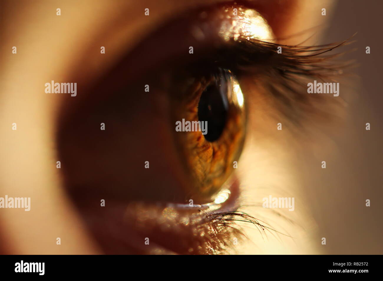 Iris closeup brown hi-res stock photography and images - Alamy