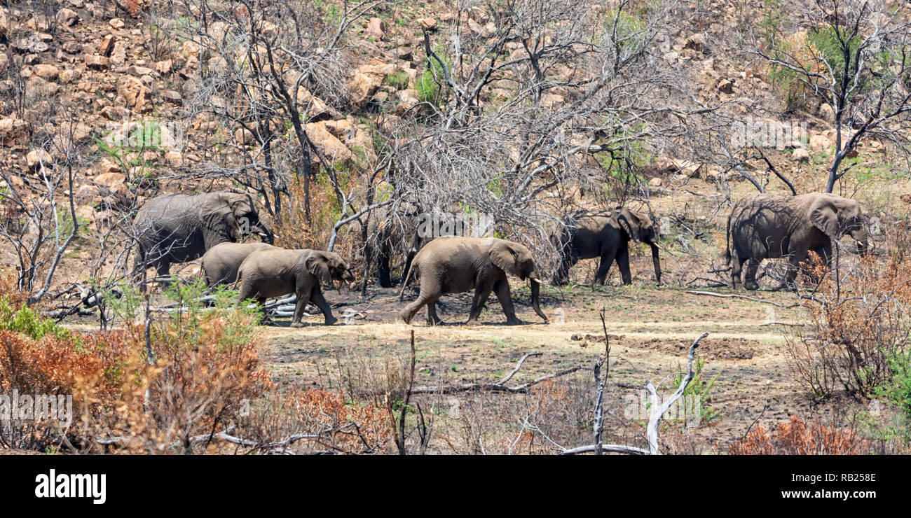 A family herd of African Elephants in Southern African savanna Stock ...