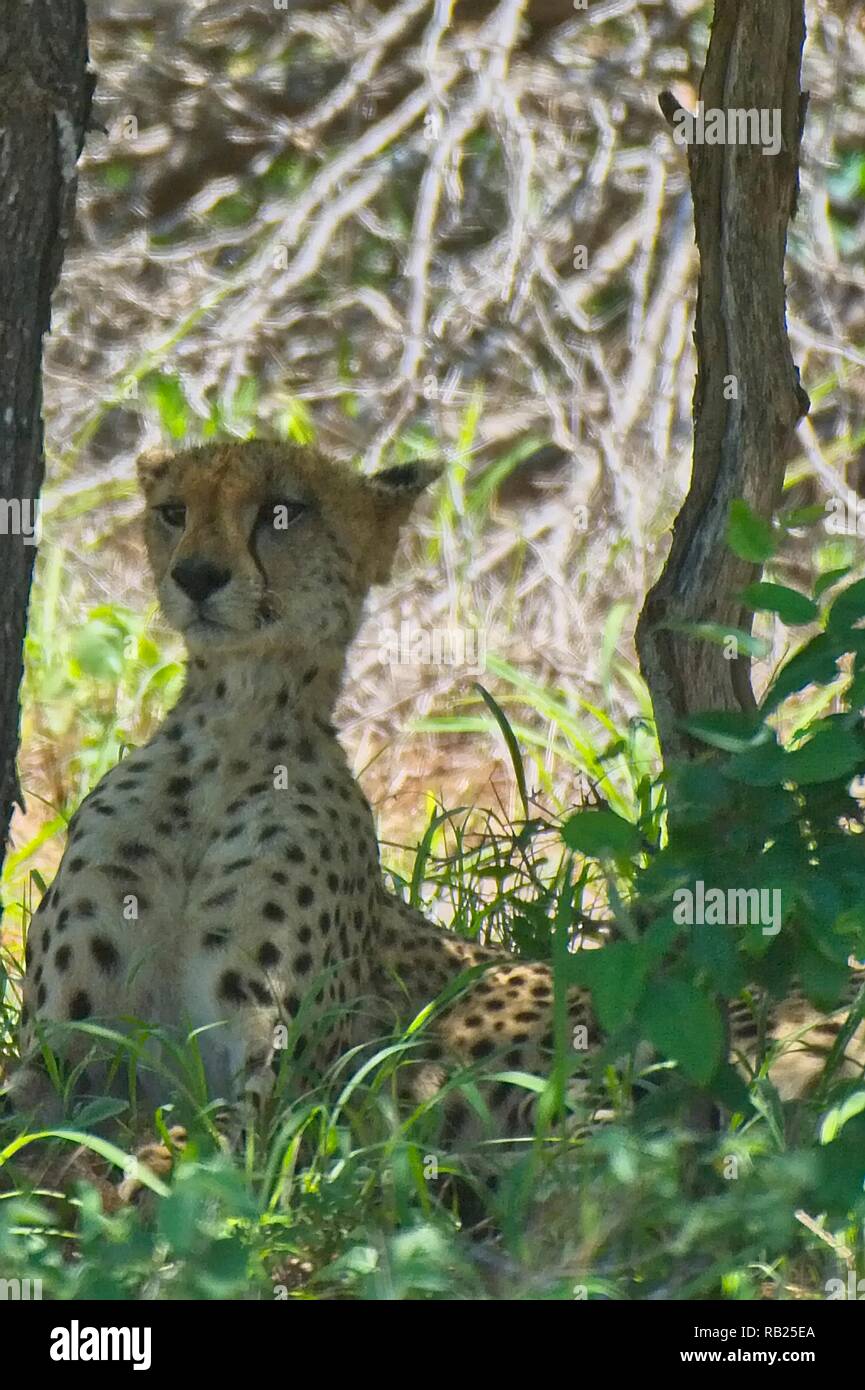 Species cheeta hi-res stock photography and images - Alamy