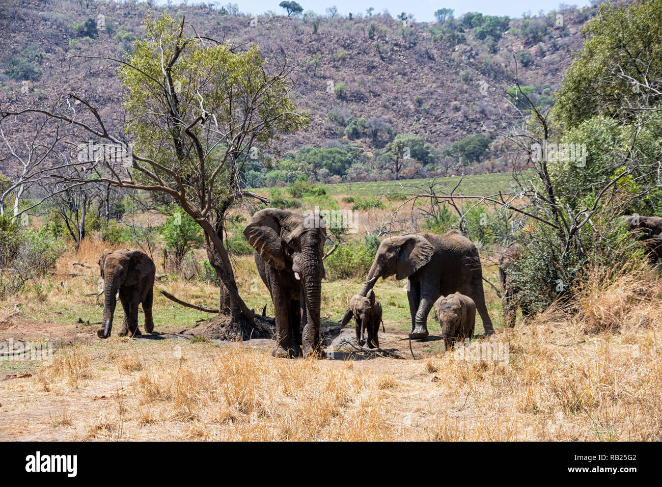 A family herd of African Elephants in Southern African savanna Stock ...