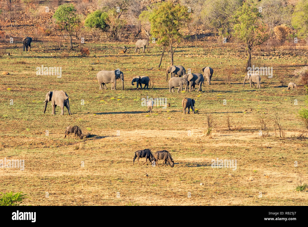 A family herd of African Elephants in Southern African savanna Stock ...
