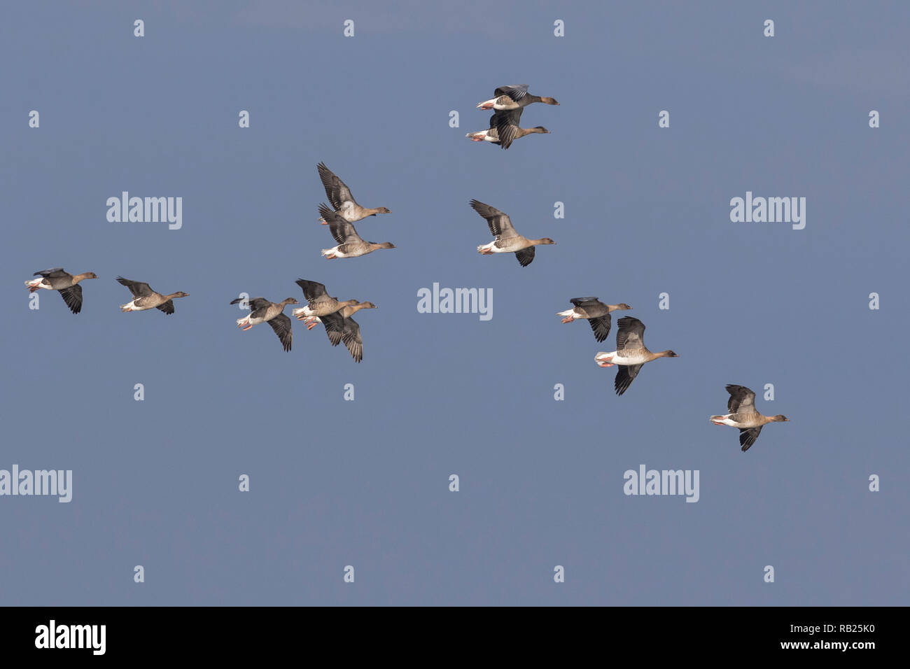 Pink footed goose and norfolk hi-res stock photography and images - Alamy