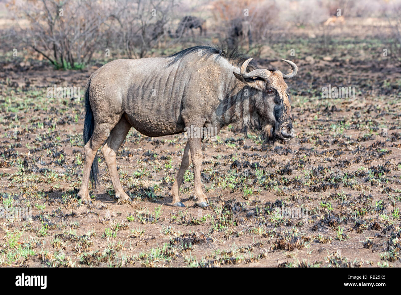 Portrait of a Blue Wildebeest in Southern African savanna Stock Photo ...
