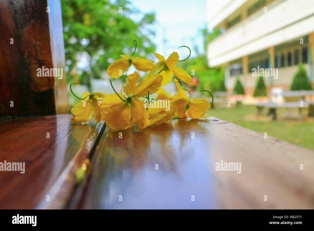 Cassia fistula yellow flower. Golden Shower Tree with branch on wooden floor beautiful ...