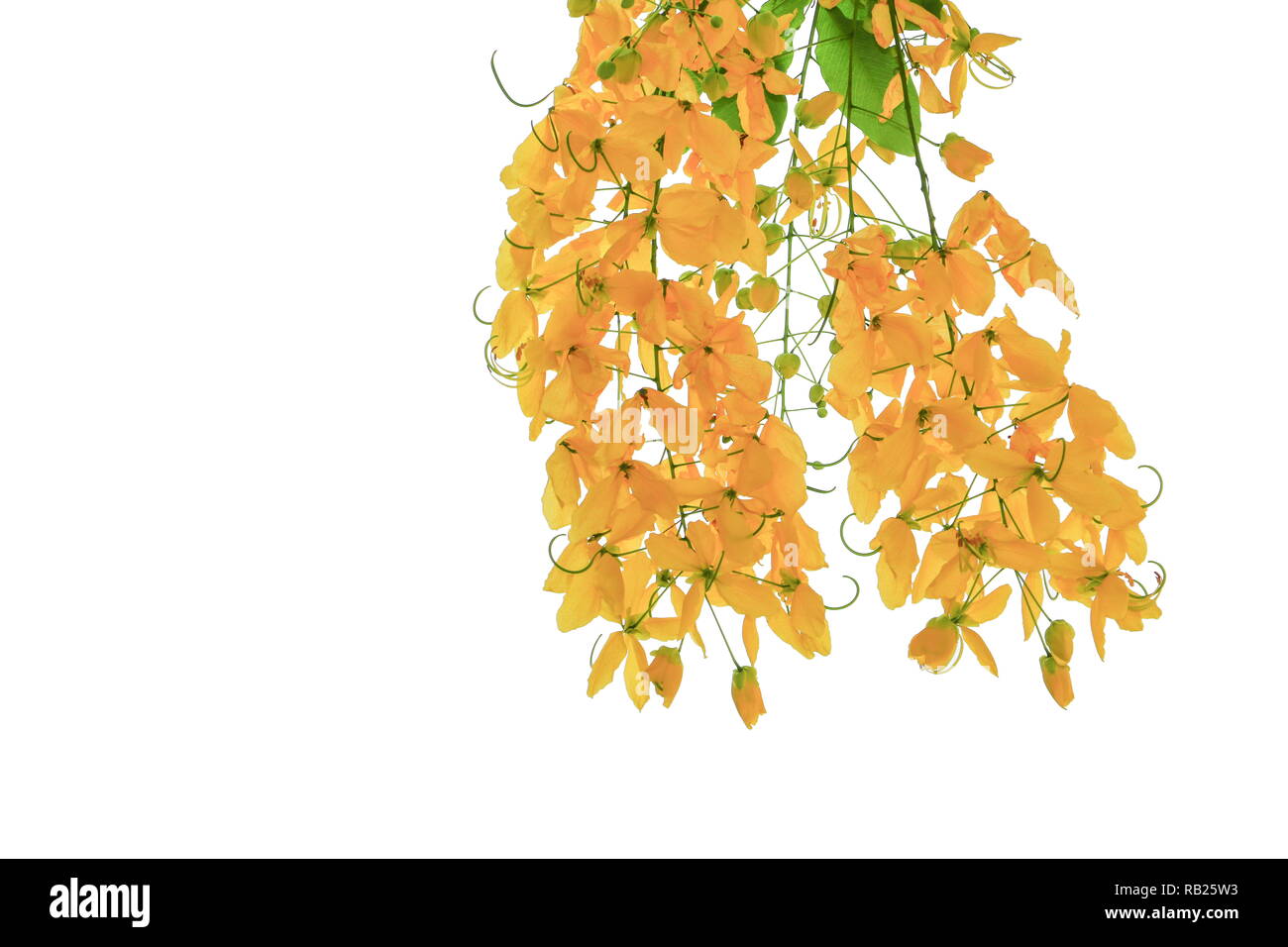 Cassia fistula yellow flower. Golden Shower Tree with branch for beautiful background Stock ...