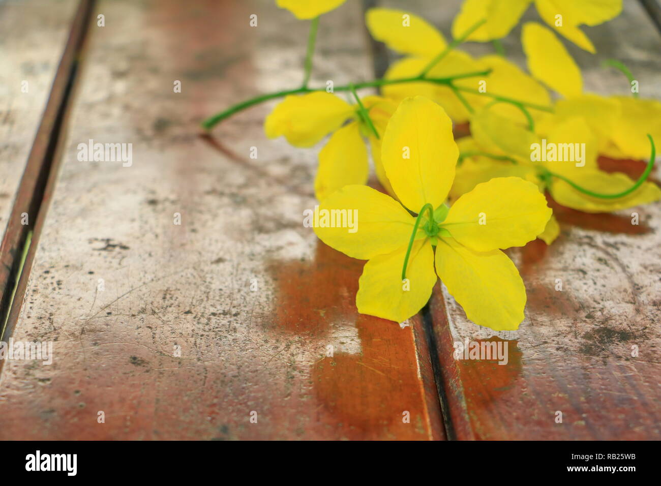 Cassia fistula yellow flower. Golden Shower Tree with branch on wooden floor beautiful ...