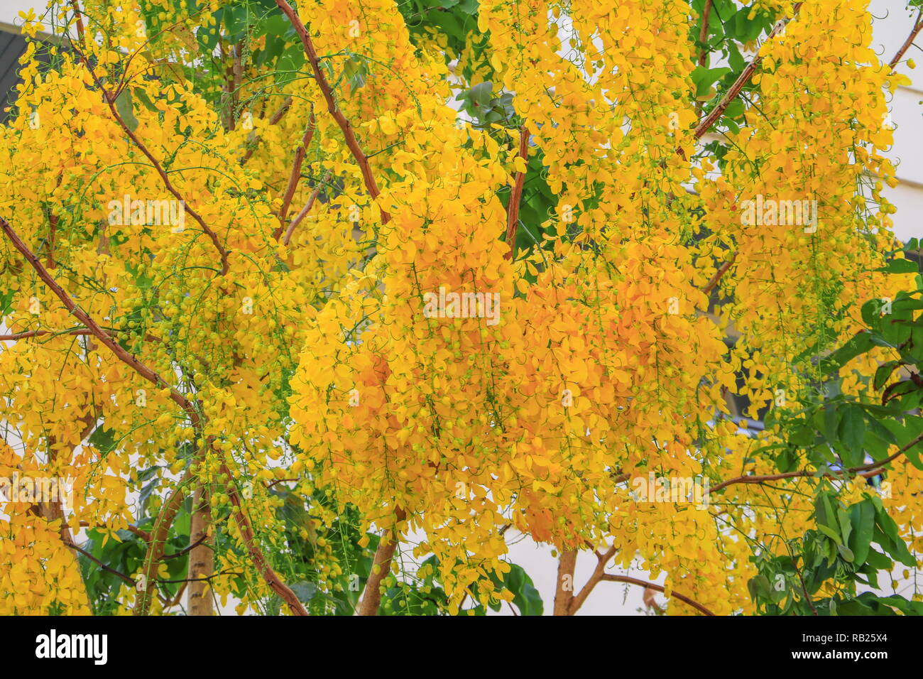 Cassia fistula yellow flower. Golden Shower Tree with branch for beautiful background Stock ...