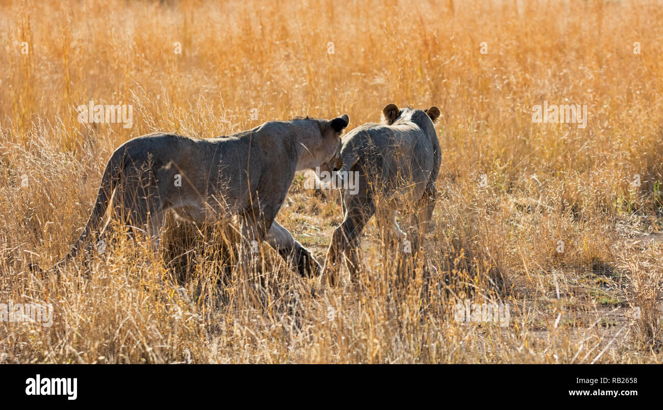 A pair of female Lions head out to hunt at sunset in the African ...