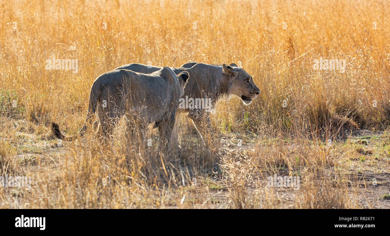The lions came out to hunt hi-res stock photography and images - Alamy