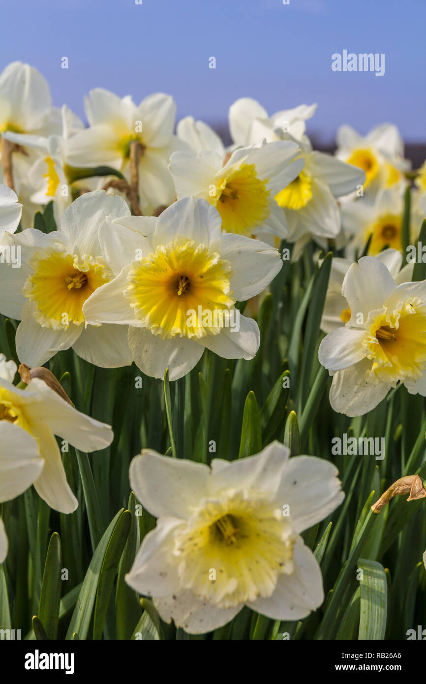 yellow and white dutch daffodil flowers close up low angle of view with ...