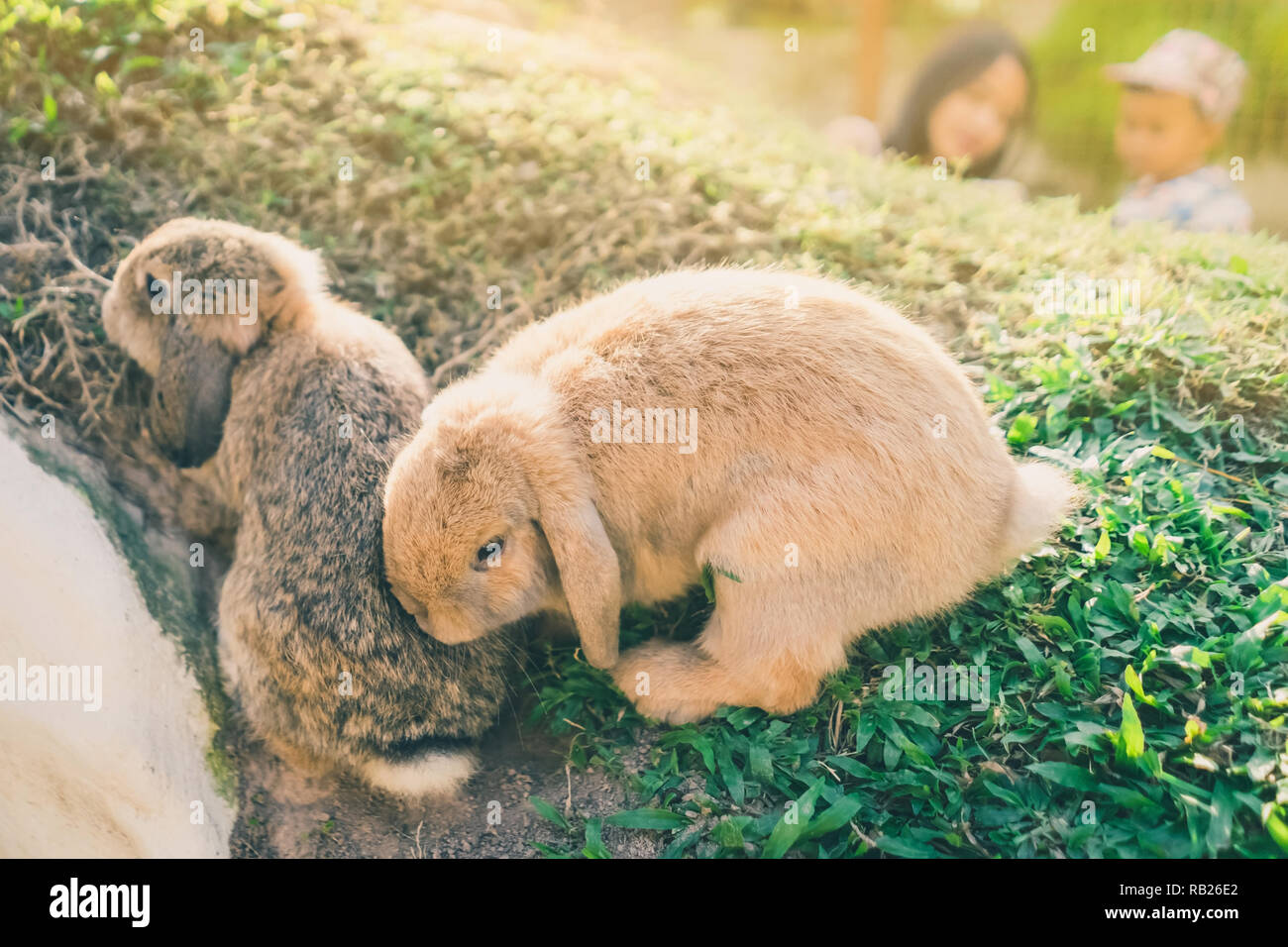 The cute rabbits are resting in the afternoon Stock Photo - Alamy