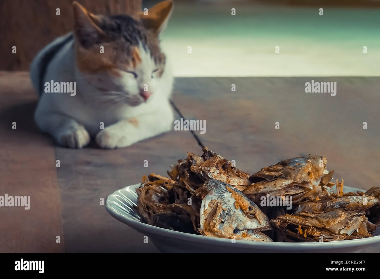 Sleeping cat watch deep Fried Fish Head. Selective focus on the fish ...