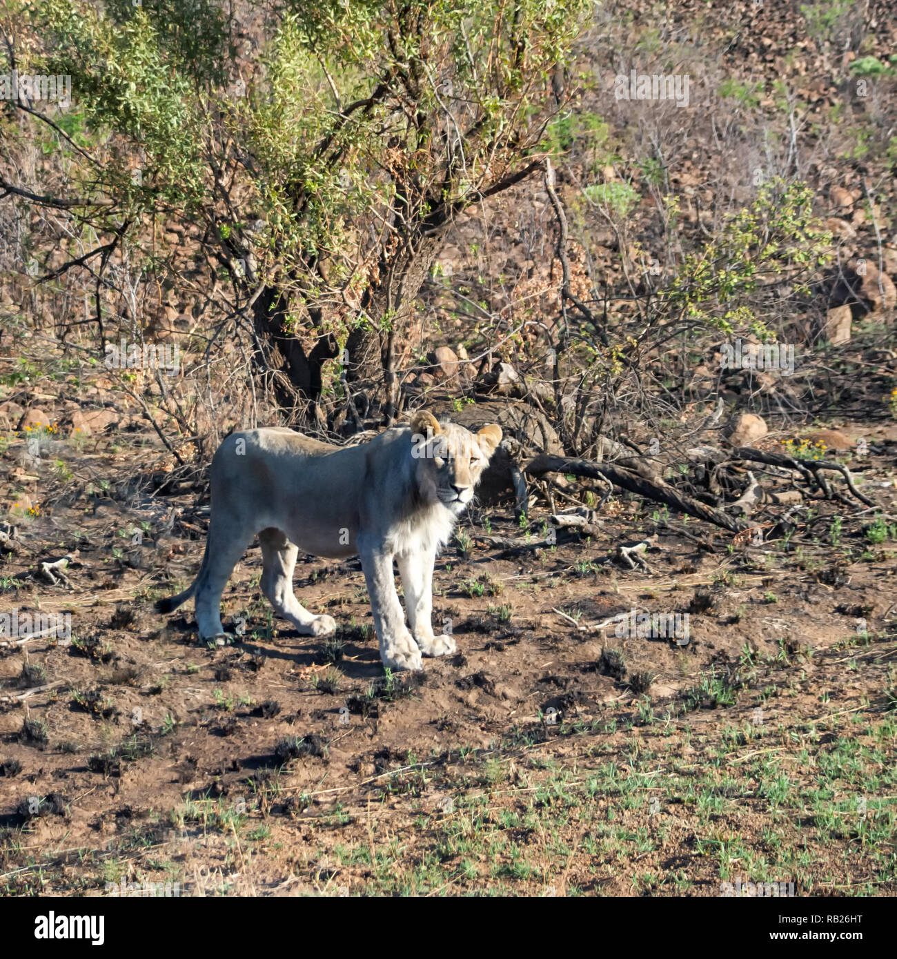 A male Lion in Southern African savanna Stock Photo - Alamy
