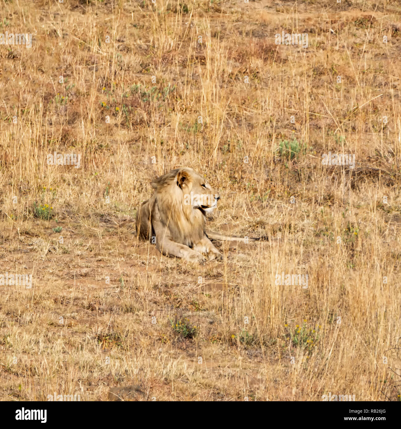 A male Lion resting in Southern African savanna Stock Photo - Alamy