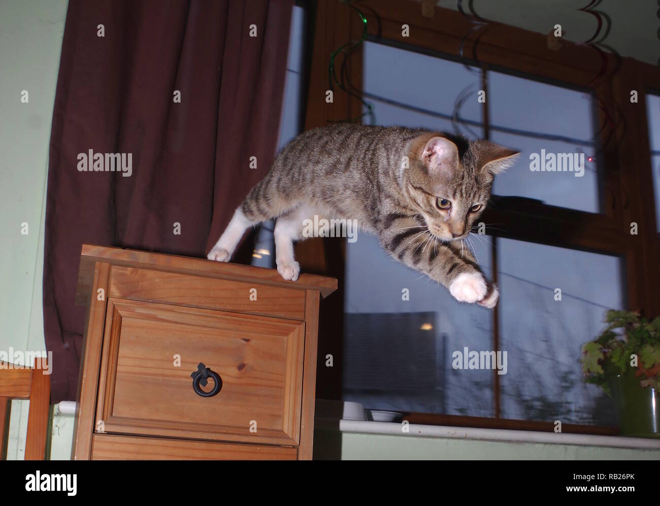 Tabby cat jumping from cupboard Stock Photo - Alamy