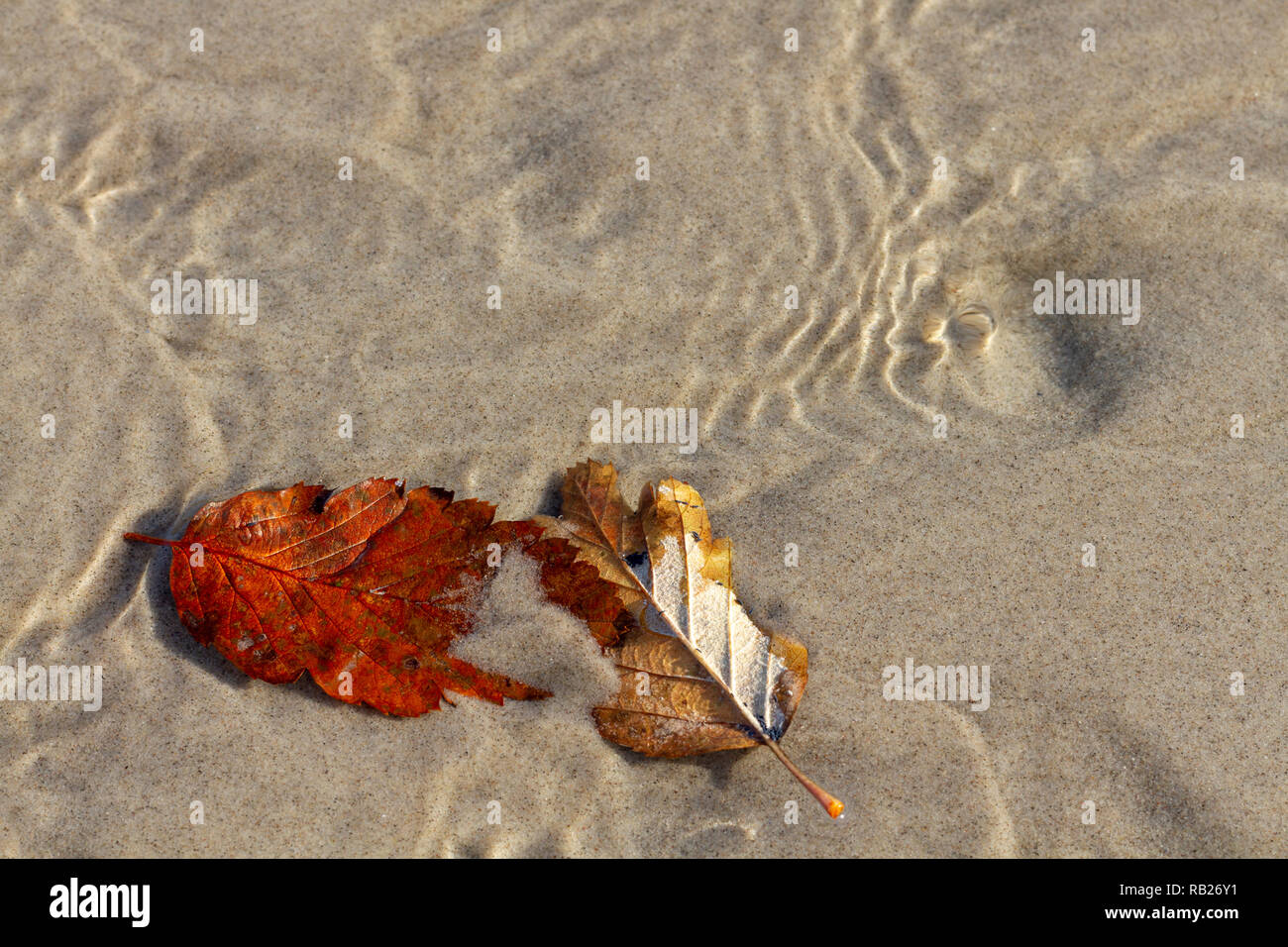 Brow leaves hi-res stock photography and images - Alamy