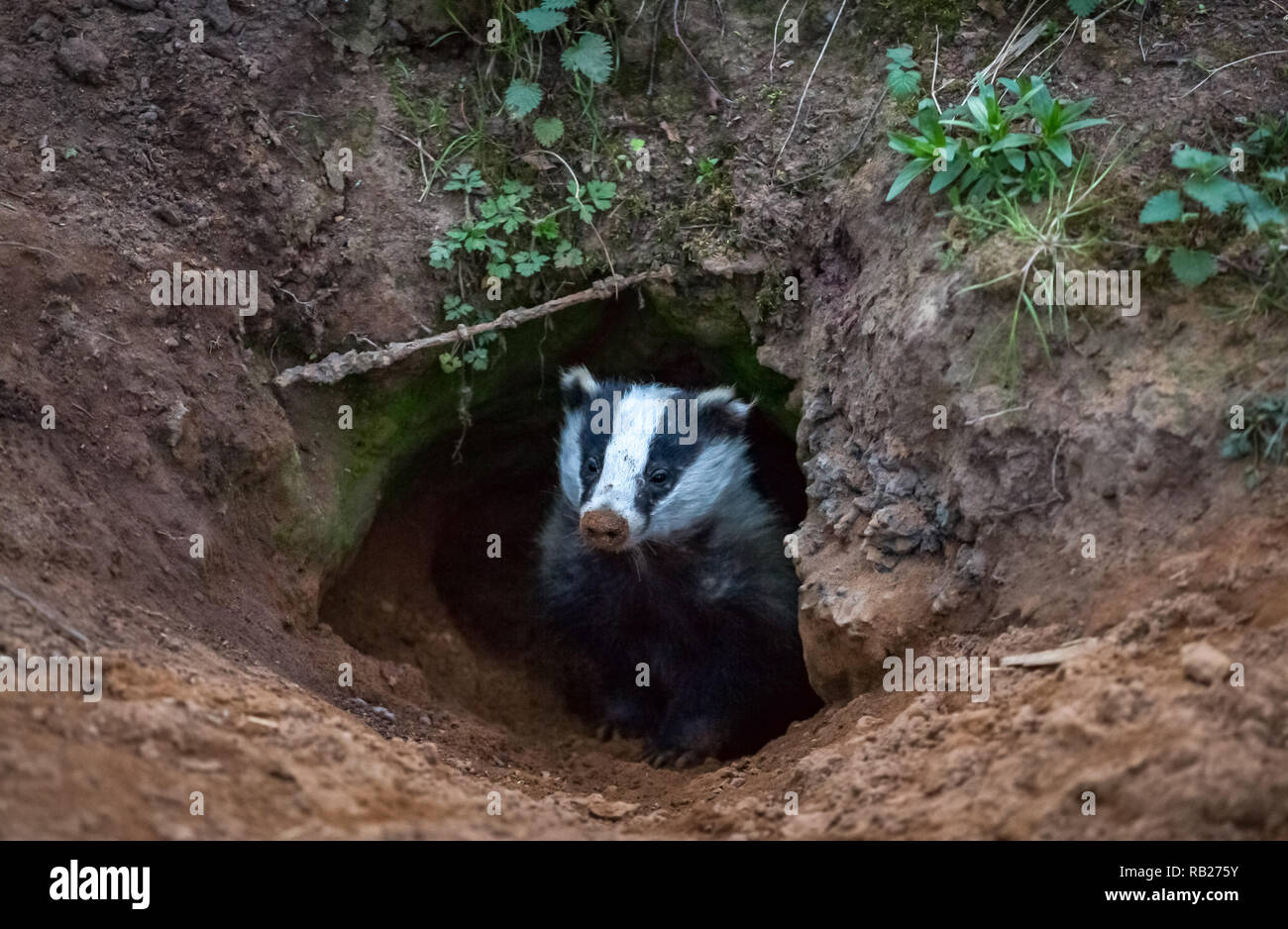 Badger, (Meles Meles) emerging from a badger sett. Wild, native ...