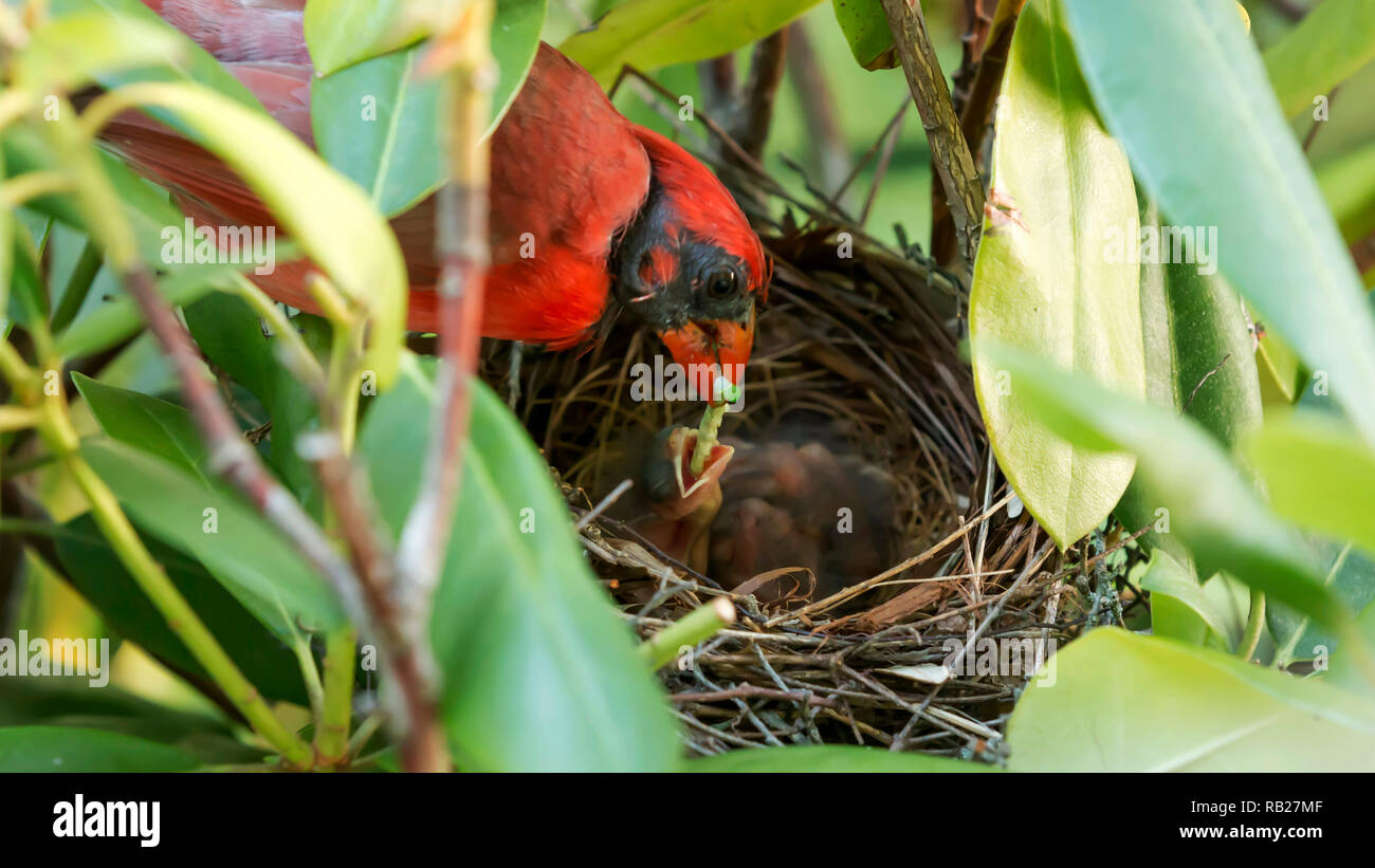 Cardinal nest hi-res stock photography and images - Alamy