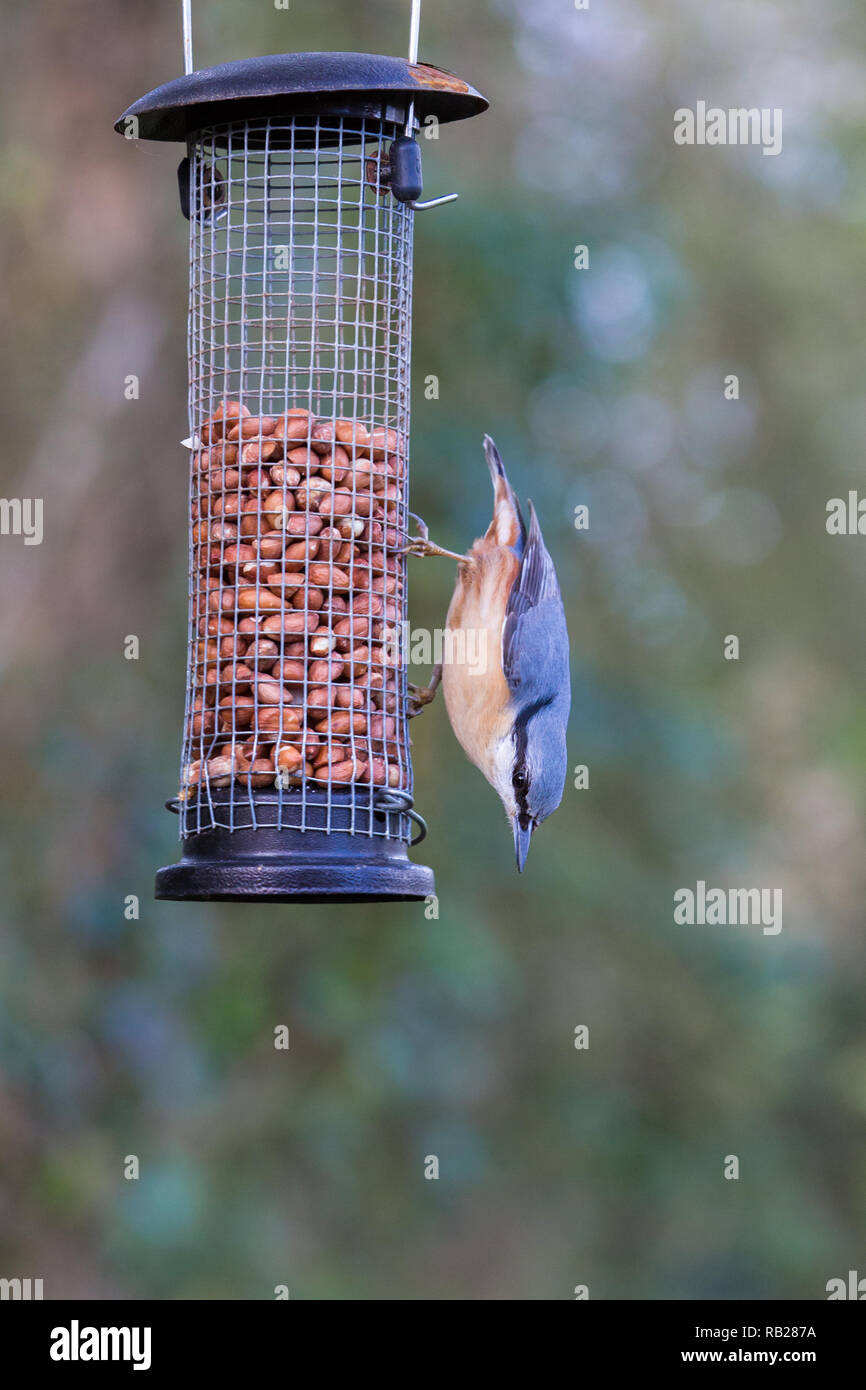 Nuthatch on bird feeder hi-res stock photography and images - Alamy