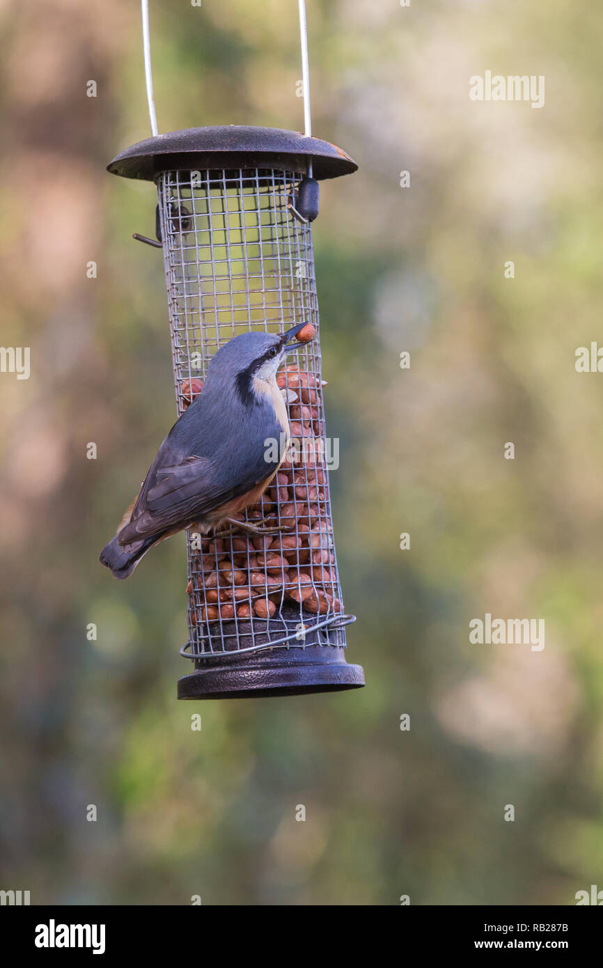 Nuthatch at bird feeder hi-res stock photography and images - Alamy