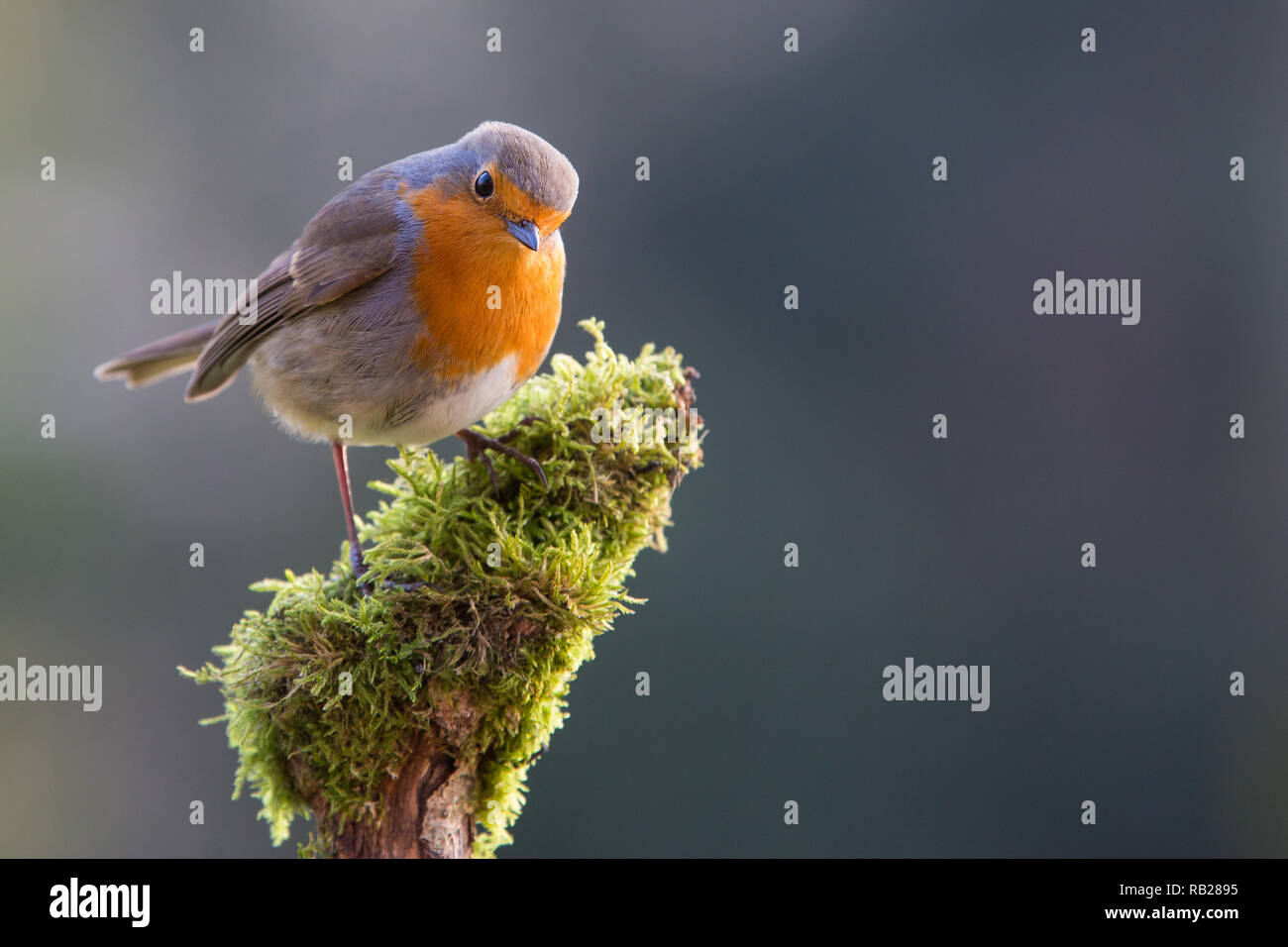 Robin on a stump hi-res stock photography and images - Alamy
