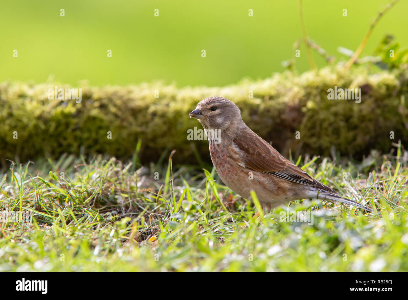 Linnet uk hi-res stock photography and images - Alamy