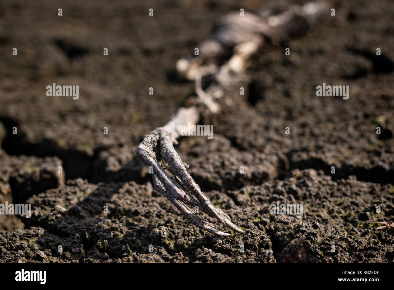Dead Animal Bones High Resolution Stock Photography and Images - Alamy